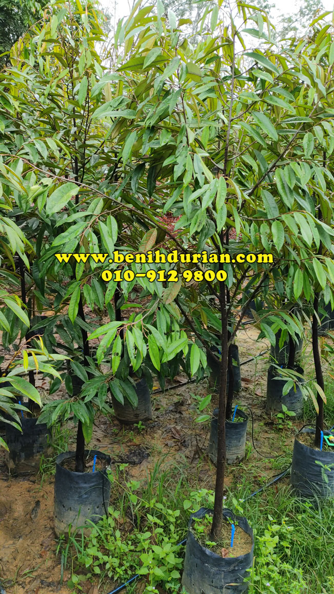 benihdurian.com - Anak Musang King APM